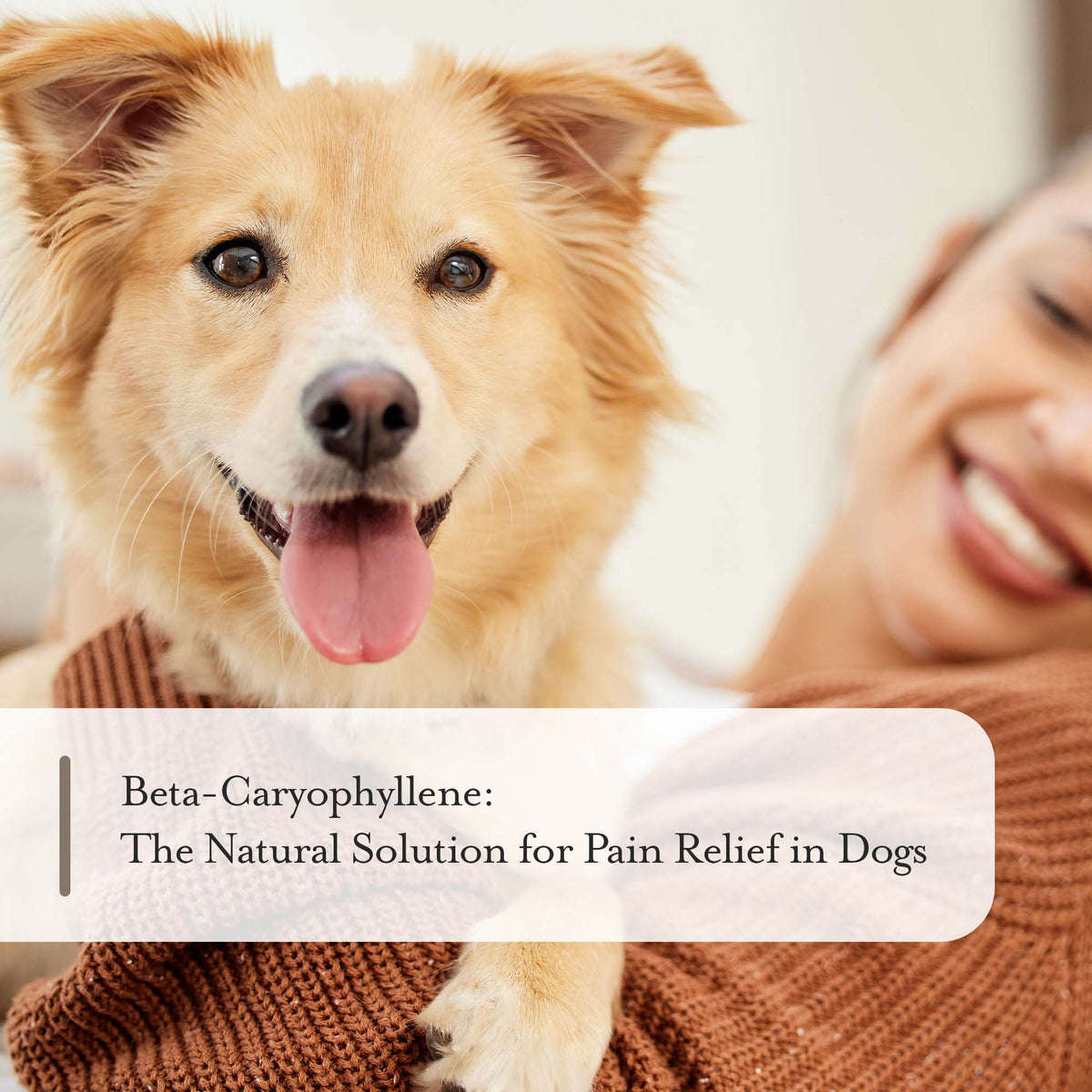 Beta-Caryophyllene: The Natural Solution for Pain Relief in Dogs – Cannanda